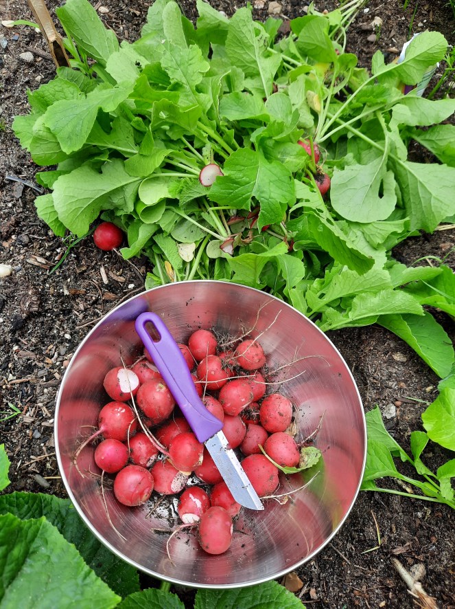 Zoetzure radijsjes – TiffsKitchen